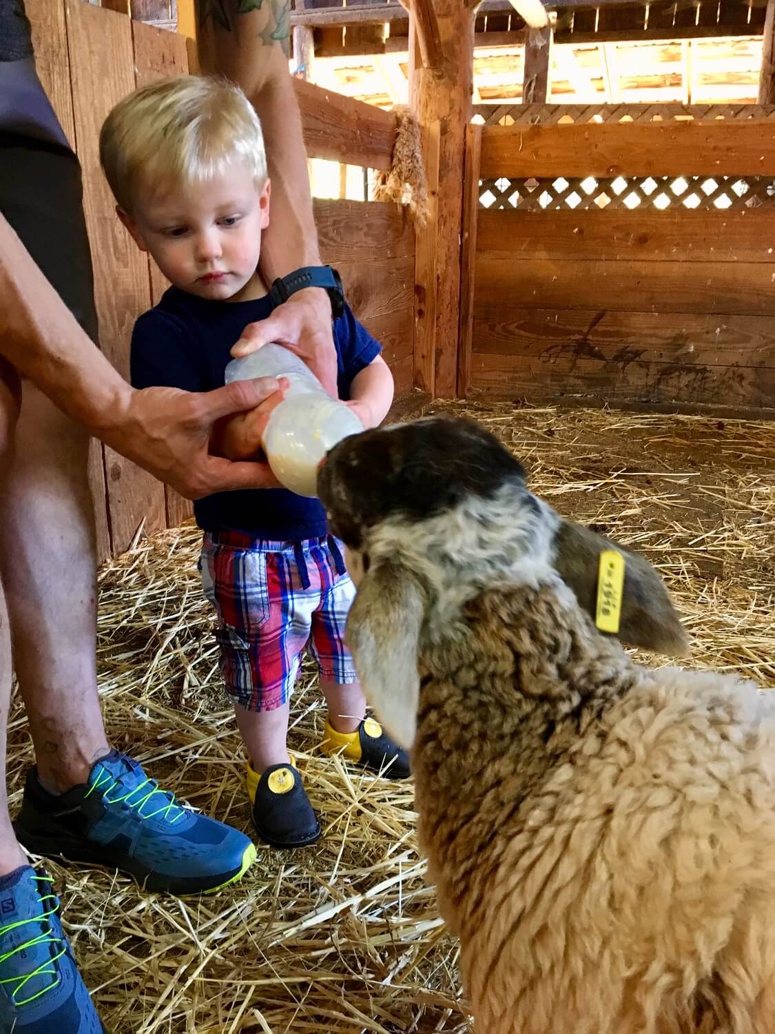Why You Should Take Your Family to Leaping Lamb Farm to Unwind - Catch ...
